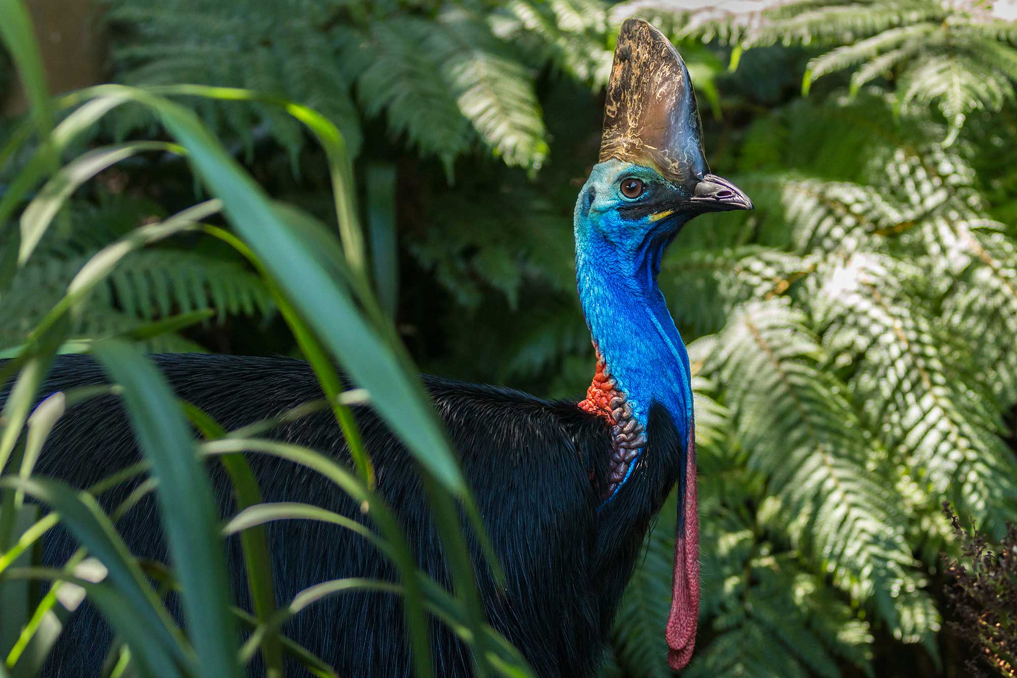 Daintree National Park - voyage, circuits et guide | Australia Roads